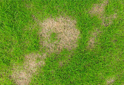 Lawn care tips Outdoor Garden B Q