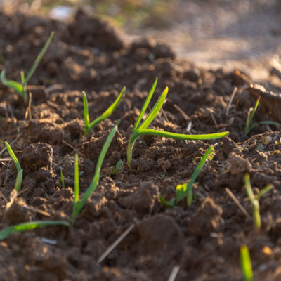 Lawnmix Top Soil 30L by Jamieson Brothers