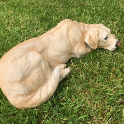 Laying Golden Labrador figurine, large (44cm long) realistic home or ...