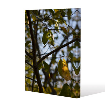 leaves and branches (Canvas Print) / 77 x 51 x 4cm | DIY at B&Q