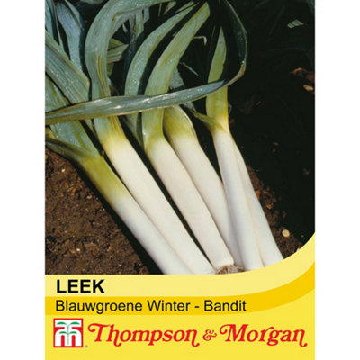 Leek Blauwgroene Winter - Bandit 1 Seed Packet (75 Seeds) | DIY at B&Q