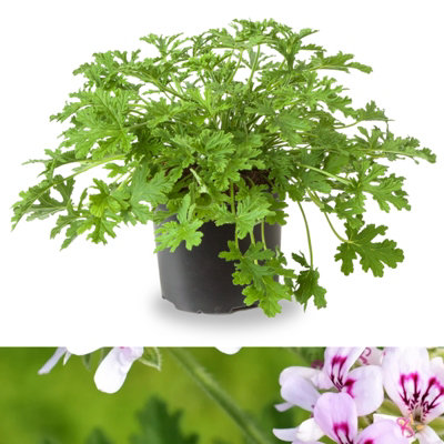 Lemon Scented Geranium - Pelargonium Citronella in 12cm Pot - Fragrant ...