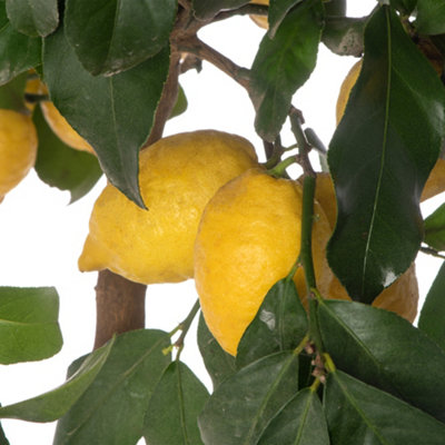 Lemon Tree - Outdoor Fruit Tree, Grow Your Own Tasty Fruits, Ideal Size ...