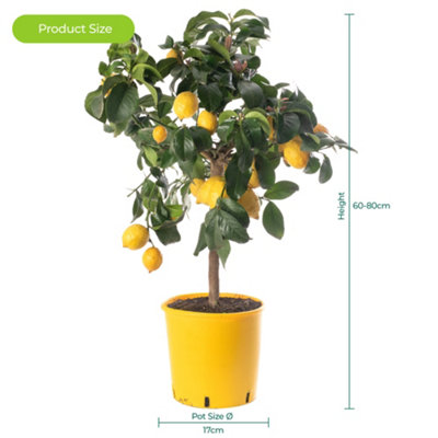 Lemon Tree - Outdoor Fruit Tree, Grow Your Own Tasty Fruits, Ideal Size ...
