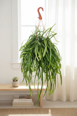 Lepismium Bolivianum Pot size 15 Cm Height 25 Bolivian cactus Indoor ...