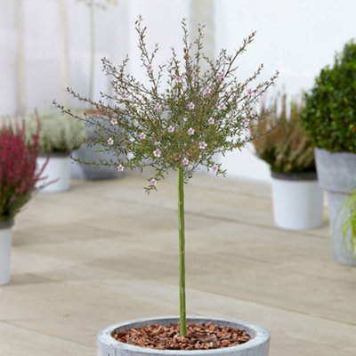 Leptospermum Bianco Patio Tree - Stunning Variety, Ideal for UK Gardens ...