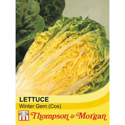 Lettuce (Romaine/Cos) Winter Gem 1 Seed Packet (150 Seeds)