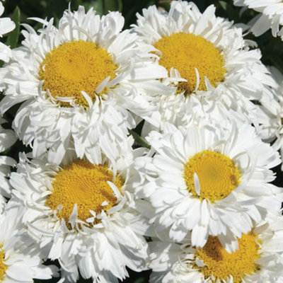 Leucanthemum Freak - Unique and Vibrant Shasta Daisy, Compact Size (20 ...