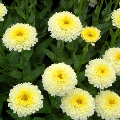 Leucanthemum Luna - Bright Yellow and White Flowering Shasta Daisy ...