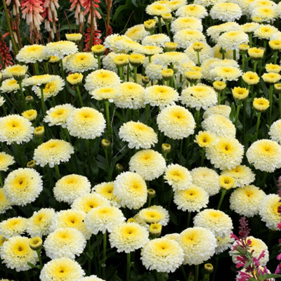 Leucanthemum Luna - Bright Yellow and White Flowering Shasta Daisy ...