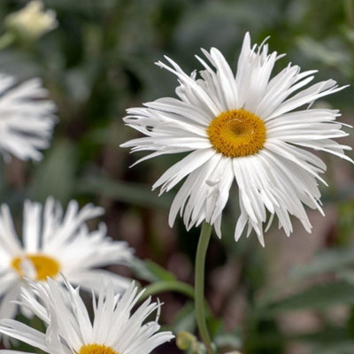 Leucanthemum superbum Crazy Daisy Frilly White Yellow Centre Hardy ...