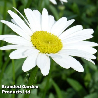 Leucanthemum x superbum Becky 3 Litre Potted Plant x 1