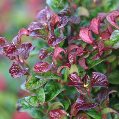 Leucothoe Curly Red Plant in 2L Pot with Hessian Gift Wrap - Dog Hobble ...