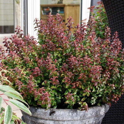 Leucothoe Curly Red Plant in 2L Pot with Hessian Gift Wrap - Dog Hobble ...