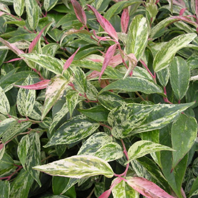 Leucothoe Rainbow Garden Plant - Colourful Foliage, Compact Size (20 ...