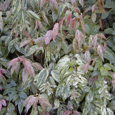 Leucothoe Rainbow Garden Plant - Colourful Foliage, Compact Size (20 ...