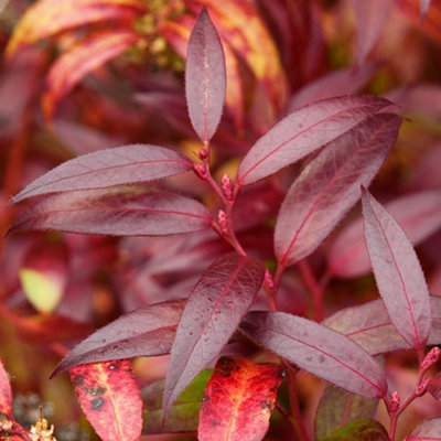 Leucothoe Royal Ruby Garden Plant - Vibrant Foliage, Compact Size (20 ...