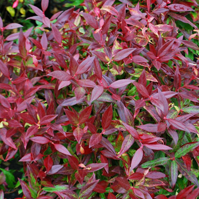 Leucothoe Zeblid Garden Plant - Glossy Green Foliage, Compact Size ...