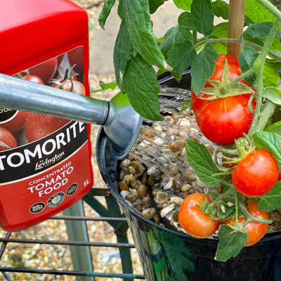 Levington Tomorite Concentrate 500ml Liquid Plant Food for Tomatoes ...
