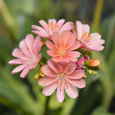 Lewisia Mountain Dreams