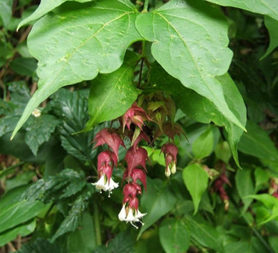 Leycesteria Himalayan Honeysuckle Shrub Extra Large Plant Supplied in a ...