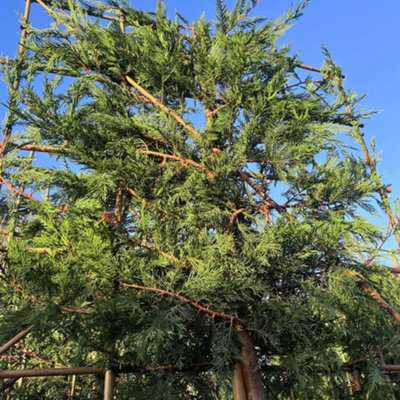 Leyland Cypress Pleached Tree with Staking Kit - 150cm Stem and 12cm Girth