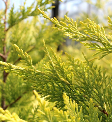 Leylandii cypress Gold Rider Patio Tree in 7L Pot - 1m Lollipop Stem ...
