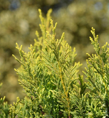 Leylandii cypress Gold Rider Patio Tree in 7L Pot - 1m Lollipop Stem ...