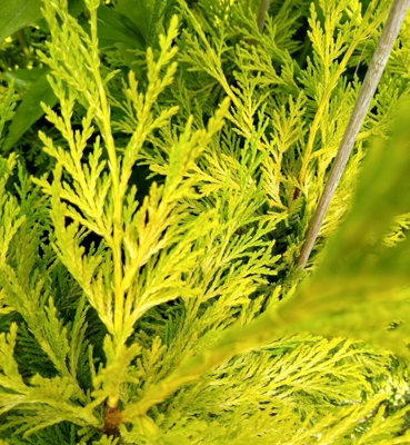 Leylandii cypress Gold Rider Patio Tree in 7L Pot - 1m Lollipop Stem ...
