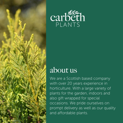 Leylandii cypress Gold Rider Patio Tree in 7L Pot - 1m Lollipop Stem ...