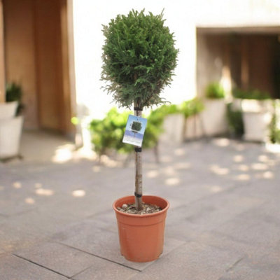 Leylandii cypress Patio Tree in 7L Pot - 1m Lollipop Stem Ornamental ...