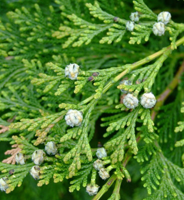 Leylandii cypress Patio Tree in 7L Pot - 1m Lollipop Stem Ornamental ...