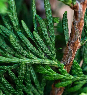 Leylandii cypress Patio Tree in 7L Pot - 1m Lollipop Stem Ornamental ...