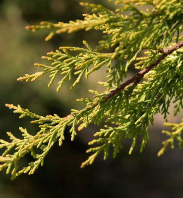 Leylandii cypress Patio Tree in 7L Pot - 1m Lollipop Stem Ornamental ...
