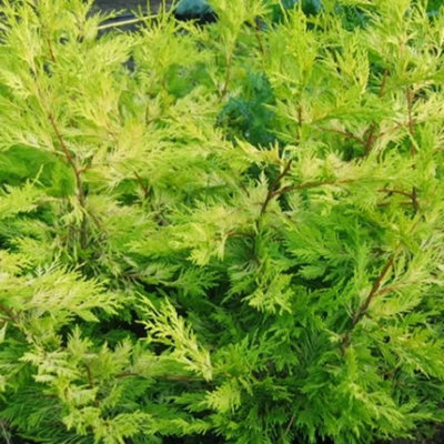 Leylandii Gold - Evergreen Conifer Hedging, Low Maintenance, Fast ...
