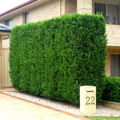 Leylandii Green - Fast-Growing Evergreen Conifer Hedging, Hardy and Low ...