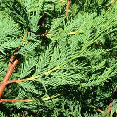 Leylandii Green - Fast-Growing Evergreen Conifer Hedging, Hardy and Low ...