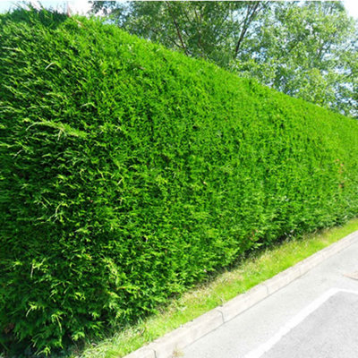 Leylandii Green - Fast-Growing Evergreen Conifer Hedging, Hardy and Low ...
