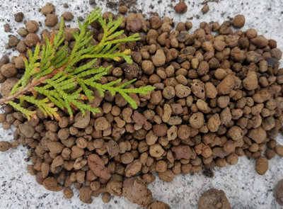 Lightweight CLAY Pebbles Hydroponics Aggregate Flower Cacti Plants ...