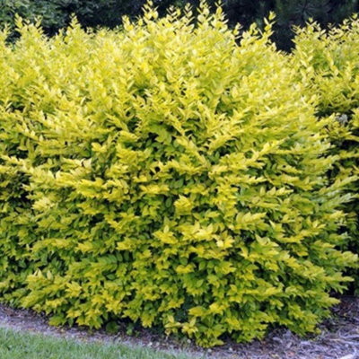 Ligustrum Aureum Garden Plant - Variegated Foliage, Compact Size (20 ...