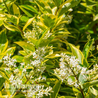 Ligustrum ovalifolium Aureum 9cm Potted Plant x 1 | DIY at B&Q