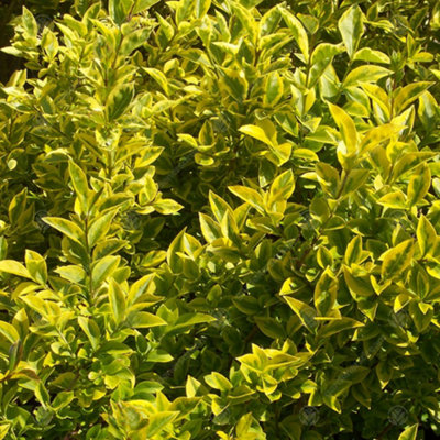 Ligustrum Ovalifolium Aureum 'Golden Privet' Bare Root Hedge Hedging ...