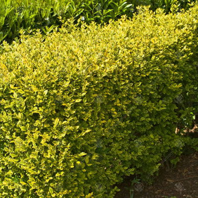 Ligustrum Ovalifolium Aureum 'Golden Privet' Bare Root Hedge Hedging ...