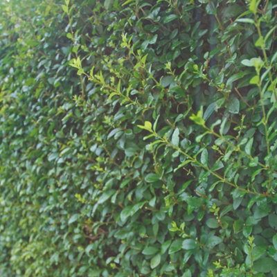 Ligustrum Ovalifolium Evergreen Hedge Shrub - Pollution & Drought ...