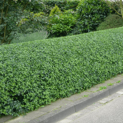 Ligustrum Ovalifolium 'Green Privet' Bare Root Hedge Hedging Tree ...