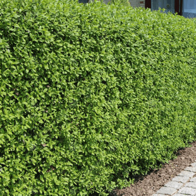Ligustrum Ovalifolium 'Green Privet' Bare Root Hedge Hedging Tree ...