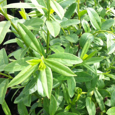 Ligustrum Vulgare 'Wild Privet' Bare Root Hedge Hedging Tree Plants (1 ...