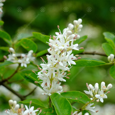 Ligustrum Vulgare 'Wild Privet' Bare Root Hedge Hedging Tree Plants (1 ...