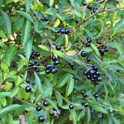 Ligustrum Vulgare 'Wild Privet' Bare Root Hedge Hedging Tree Plants (2 ...