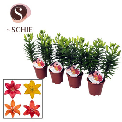 Lil Az Mixed 3pp, 13cm Pot Size, 35cm Tall, Lilac, Indoor Houseplant